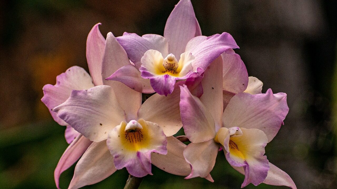 Comment cultiver les orchidées ? Les fiches de culture d'Orchid Info