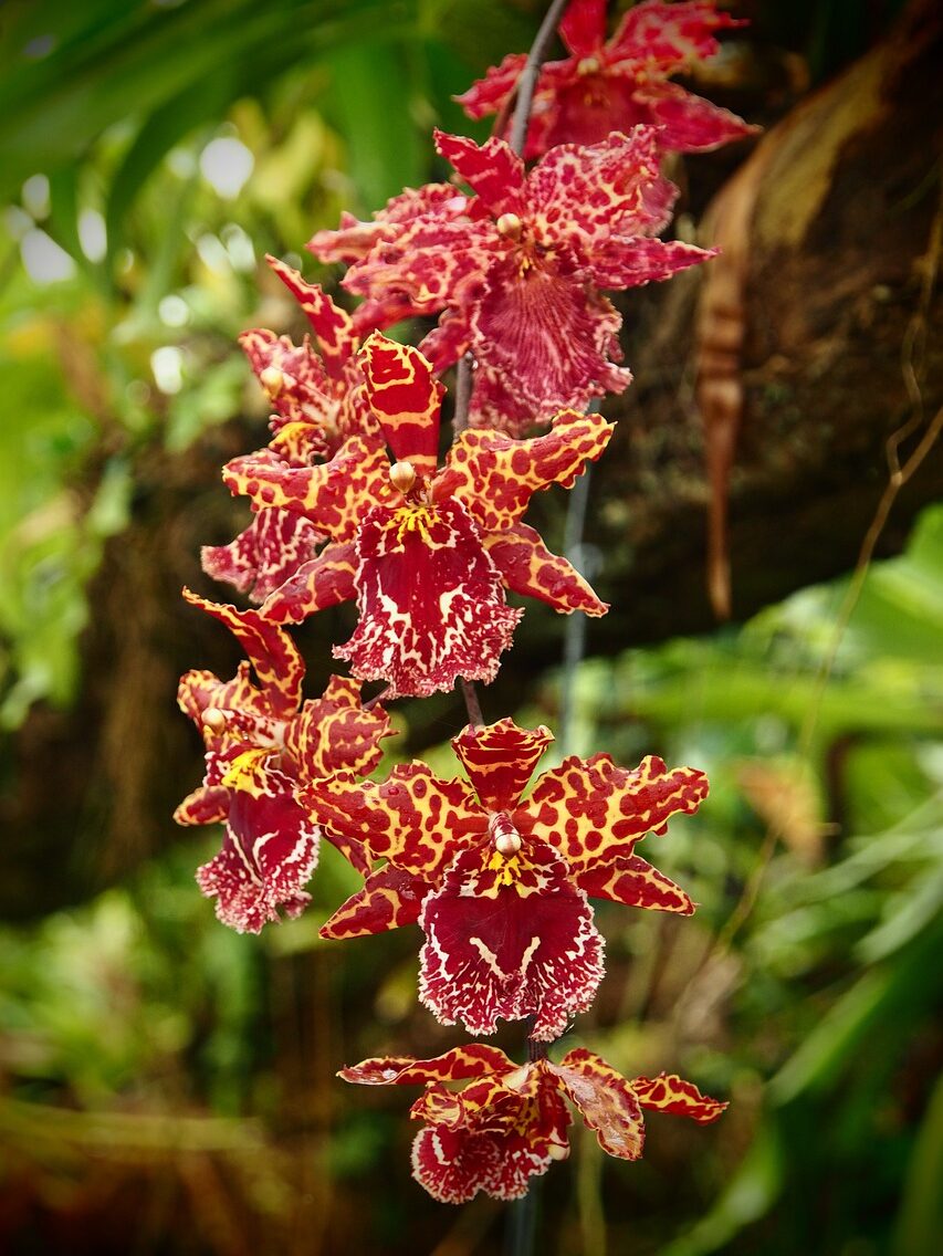 Fiches de culture des orchidées - Orchid Info