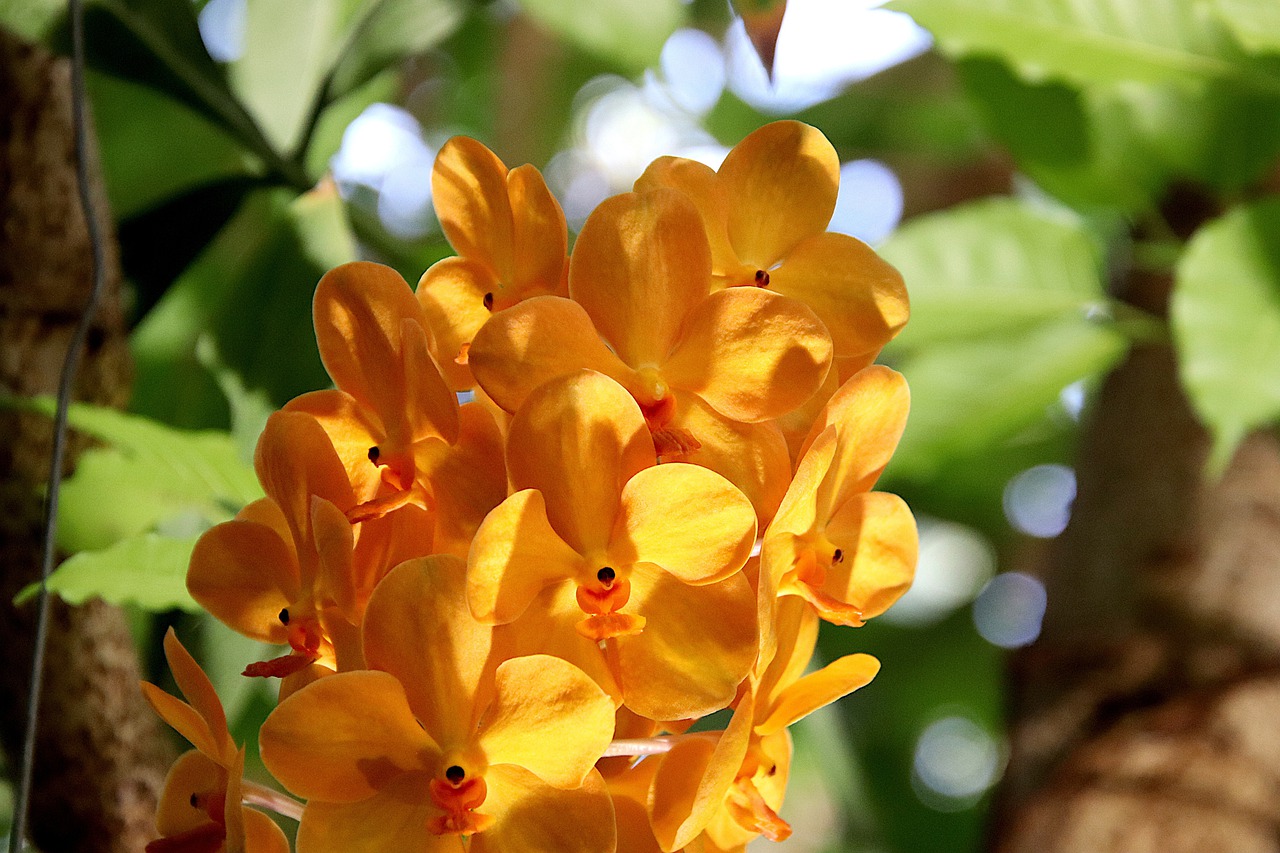 Comment cultiver le Vanda ? - Orchid Info