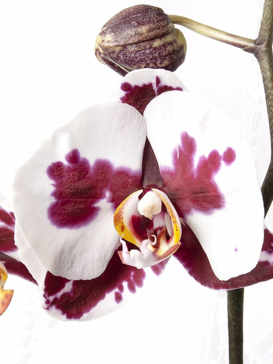 Comment cultiver les orchidées ? Les fiches de culture d'Orchid Info