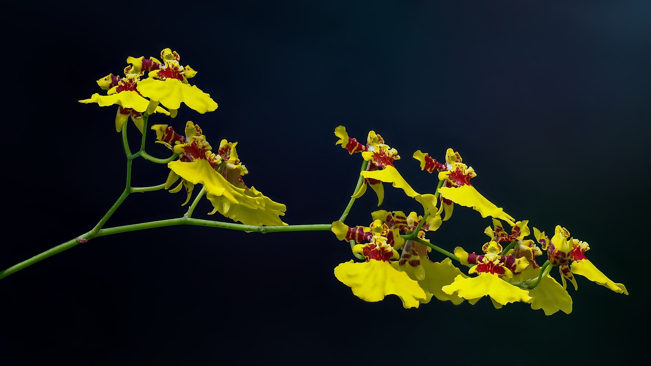 Comment cultiver l'Oncidium, l'orchidée pluie d'or ? - Orchid Info