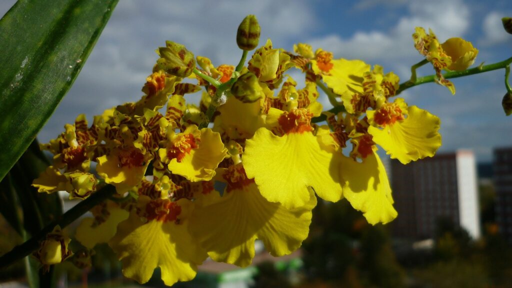 Comment cultiver l'Oncidium, l'orchidée pluie d'or ? - Orchid Info