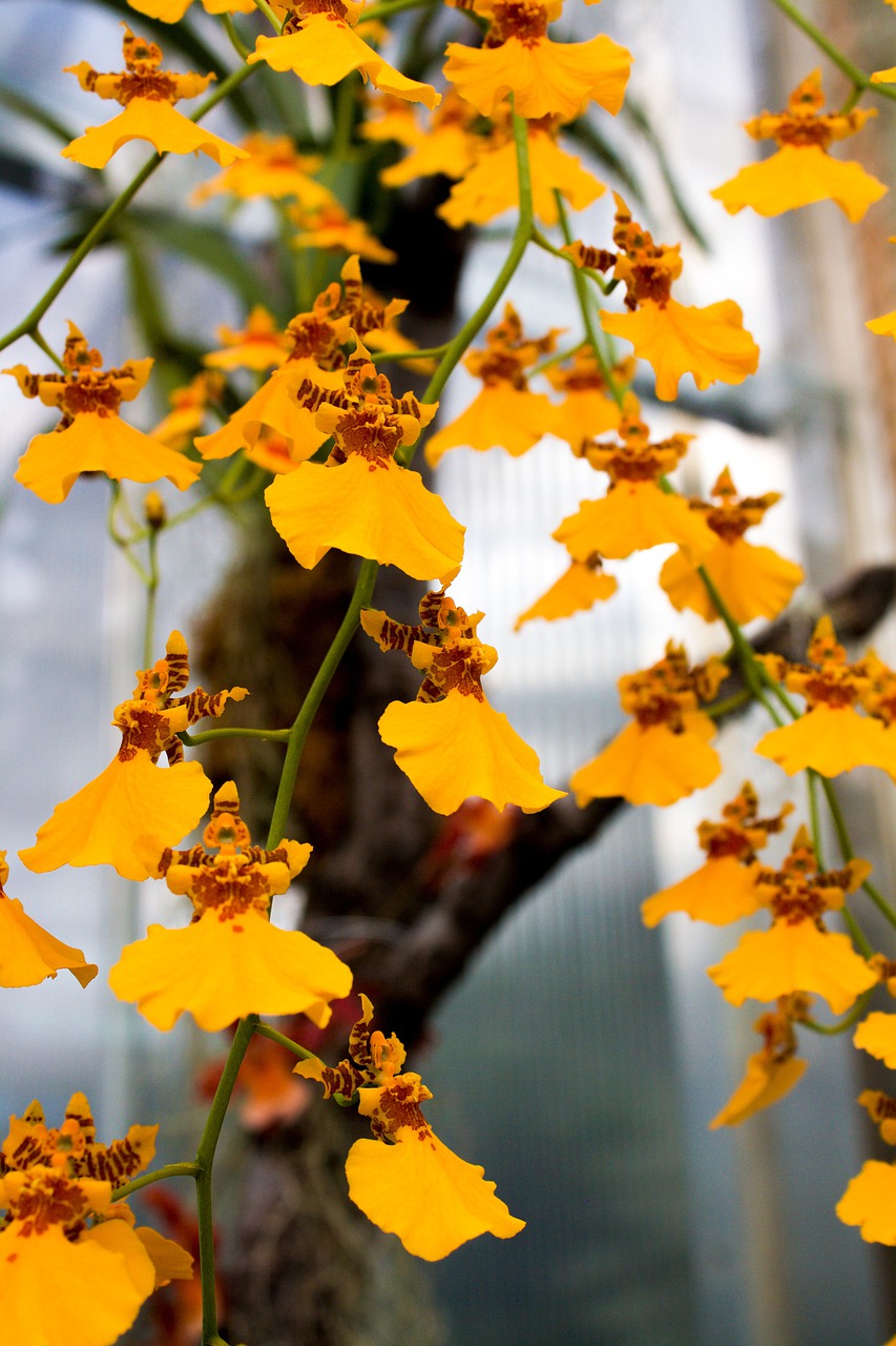 Comment cultiver l'Oncidium, l'orchidée pluie d'or ? - Orchid Info