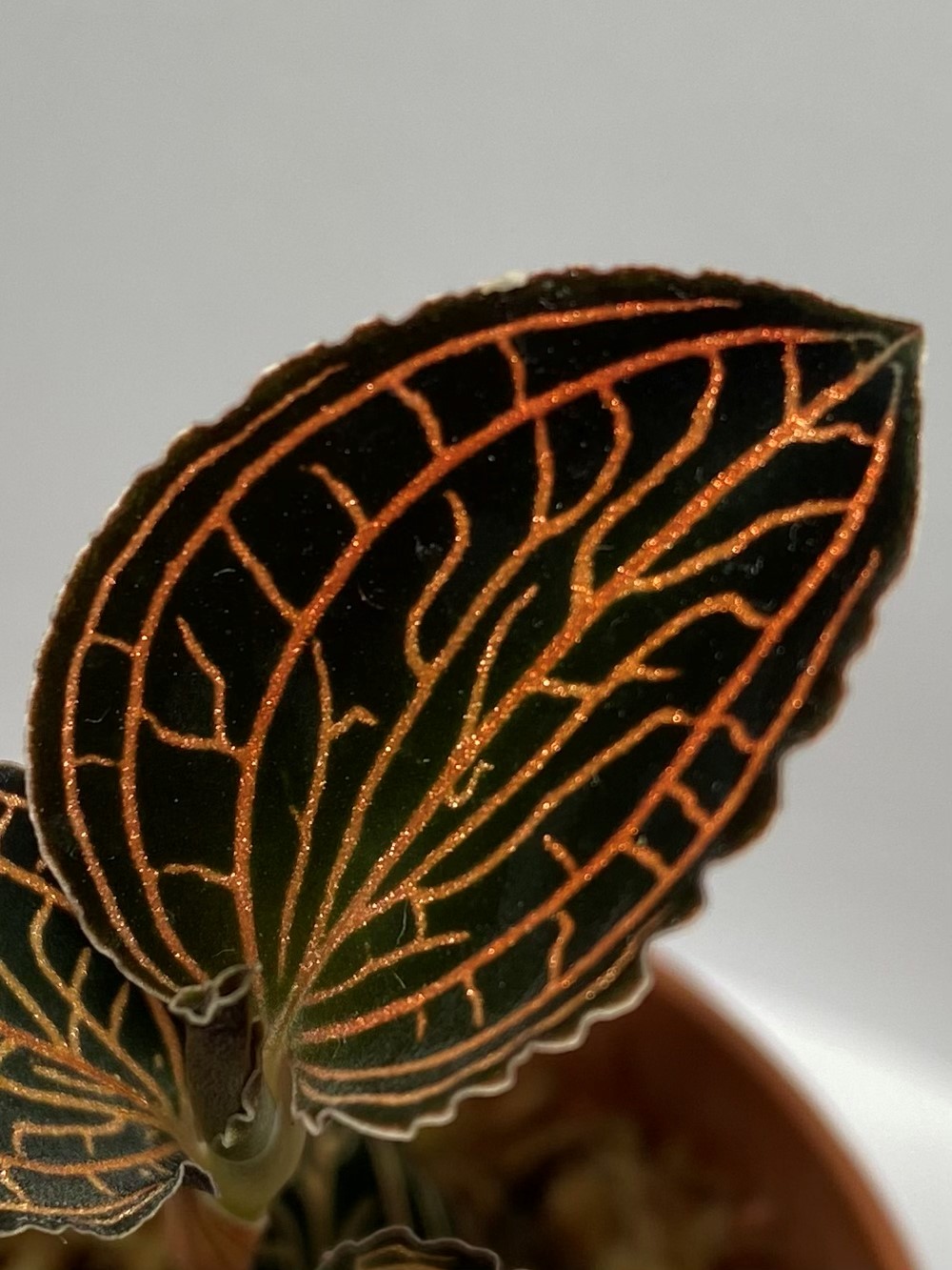 Comment cultiver les orchidées bijoux ? - Orchid Info