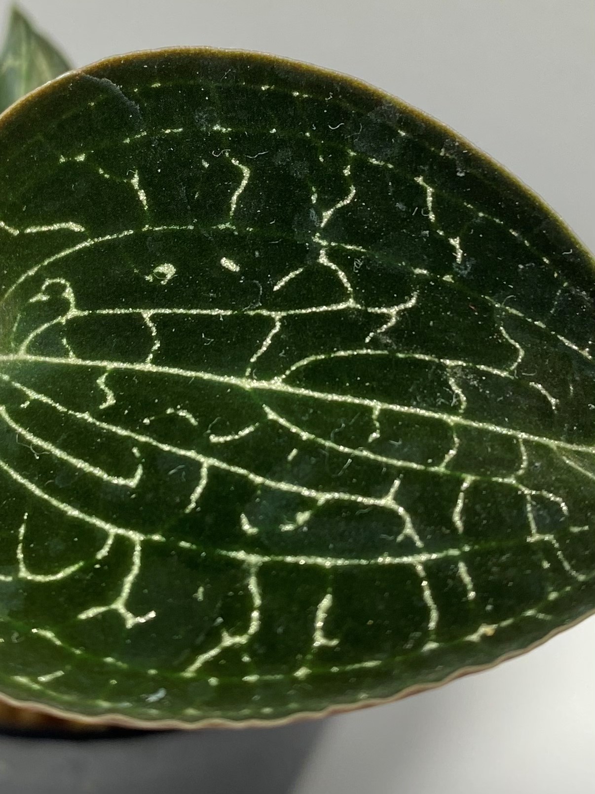 Comment cultiver les orchidées bijoux ? - Orchid Info