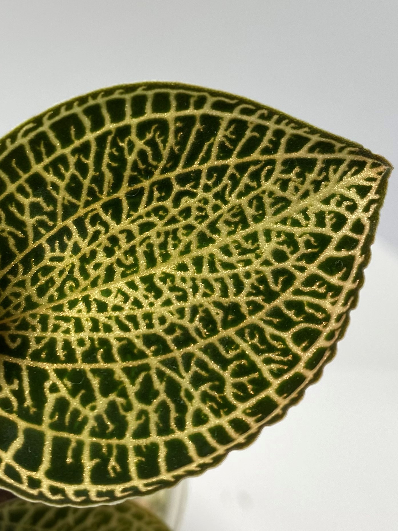 Comment cultiver les orchidées bijoux ? - Orchid Info