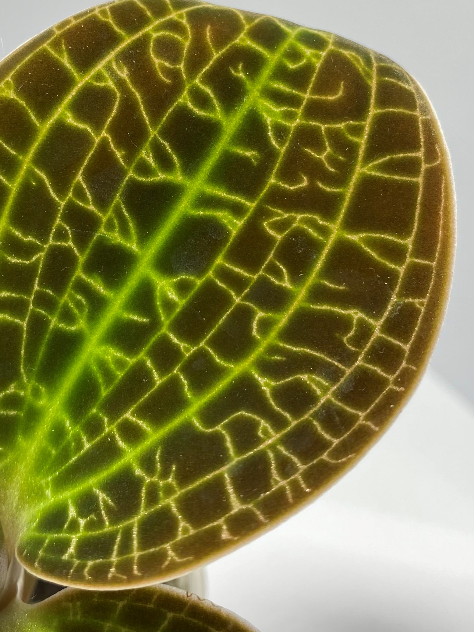 Comment cultiver les orchidées bijoux ? - Orchid Info