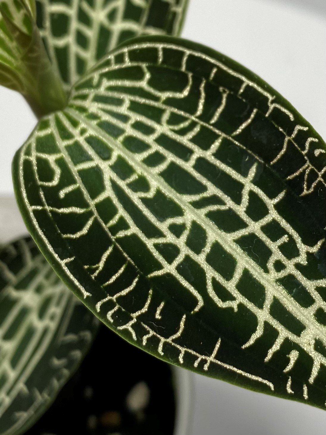 Comment cultiver les orchidées bijoux ? - Orchid Info